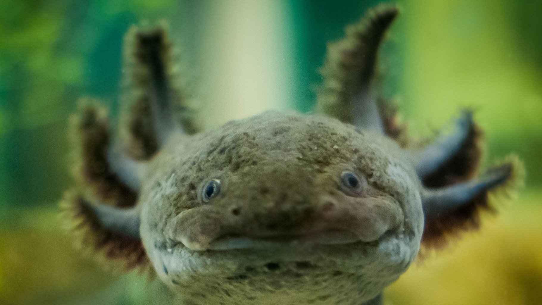 Fact Du Jour – September 9, 2019 – Axolotl – Regenerative Superpowers ...